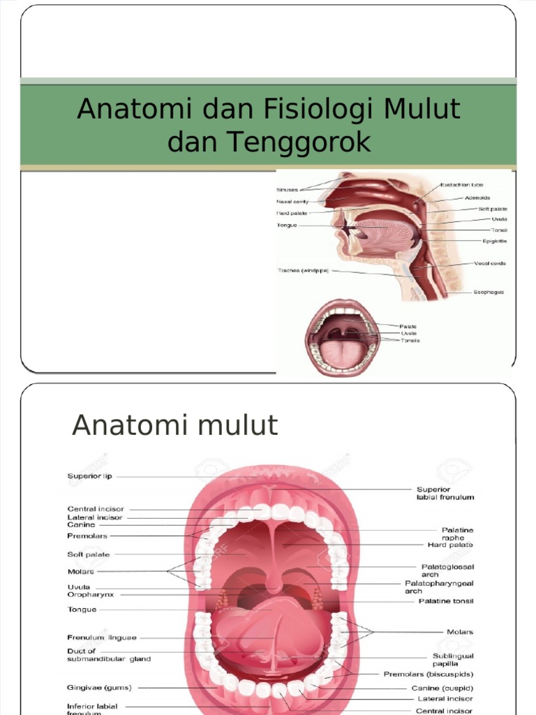 Anatomi Fisiologi Tenggorokan | PDF