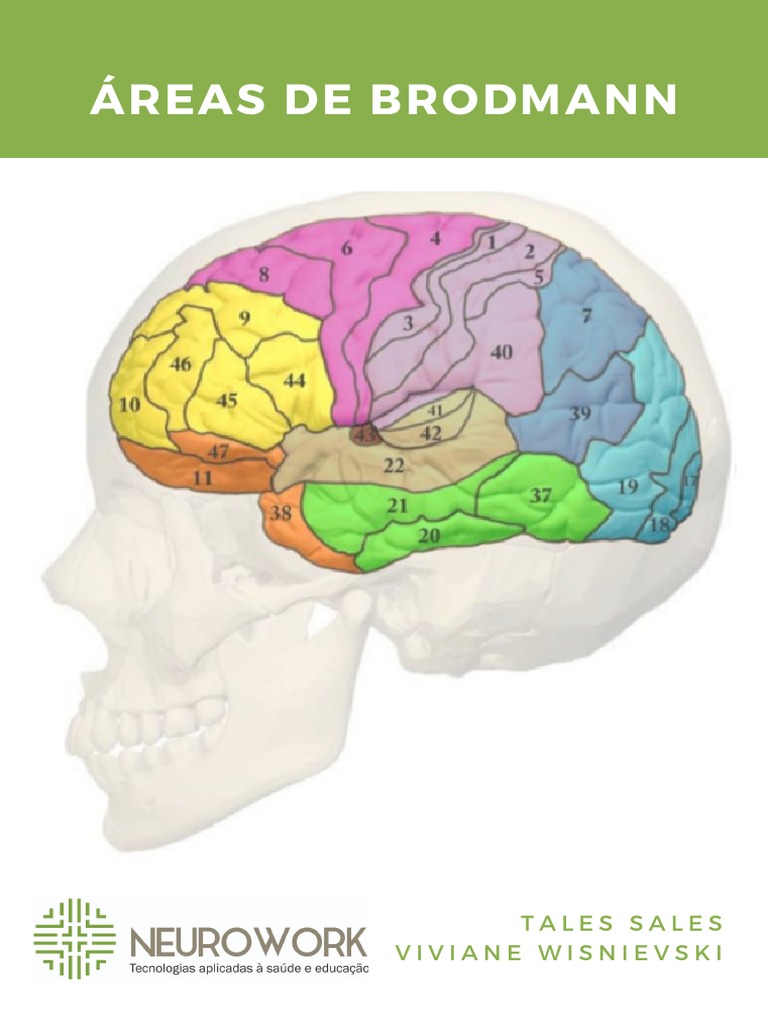 Areas de Brodmann | PDF | Memória | Cérebro