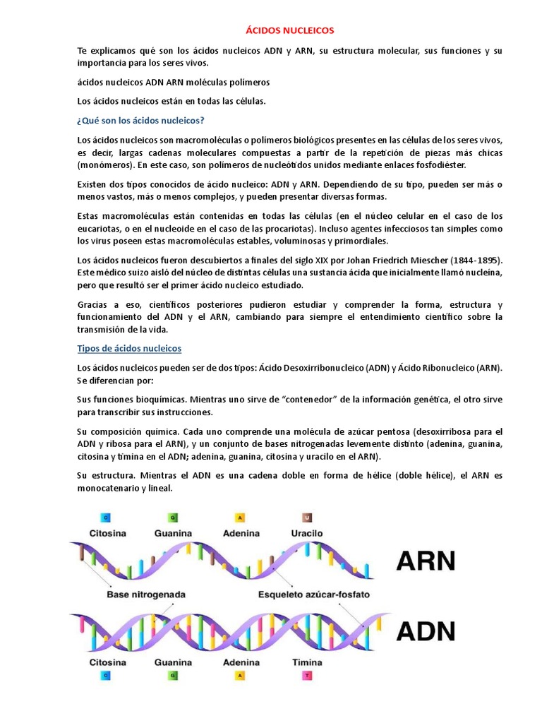 ÁCIDOS NUCLEICOS | PDF | Ácidos nucleicos | Adn