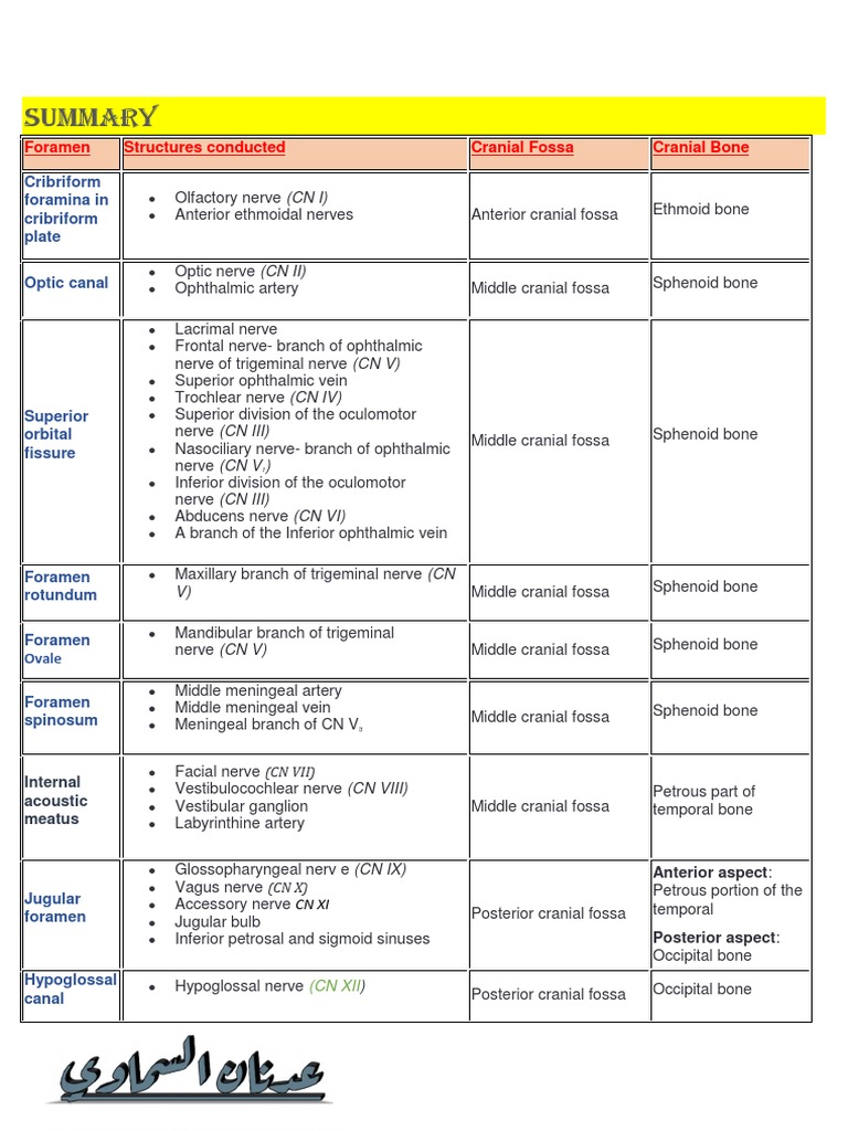 Foramina of the Skull and Their Contents | PDF | Neck | Human Nose