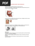 Anatomía y Fisiología de Nariz y Senos Paranasales | PDF | Nariz humana | Otorrinolaringología