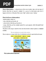 Grade 8 - Photosynthesis and Respiration (Notes) | PDF | Photosynthesis ...