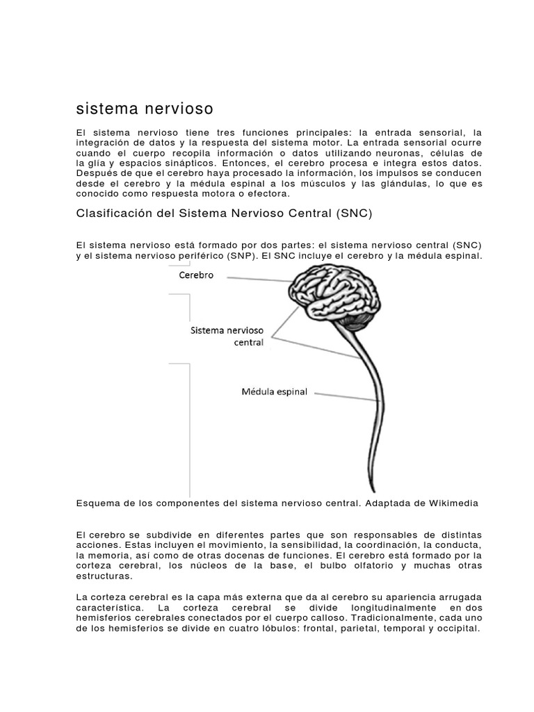 sistema nervioso | PDF | Cerebro | Sistema nervioso central