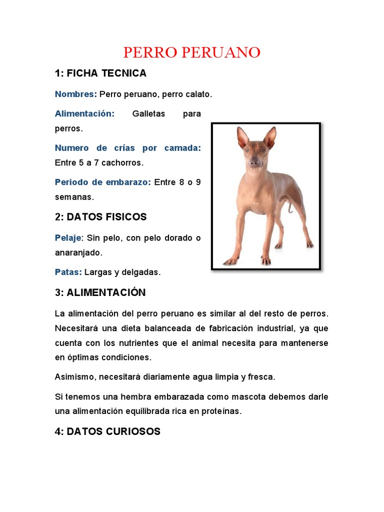 PERRO PERUANO | PDF
