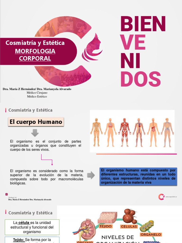 Morfologia Corporal | PDF | Sistema linfático | Sistema circulatorio