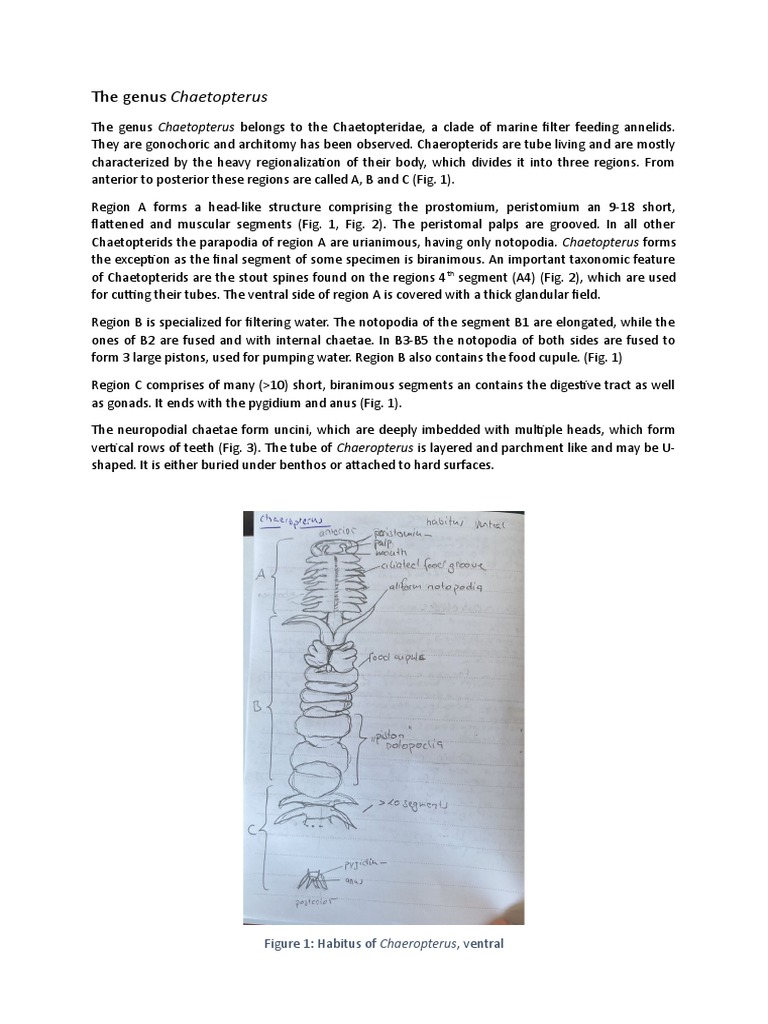 Species Profile Chaetopterus | PDF