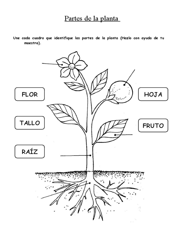 Partes y cuidado de las plantas | PDF