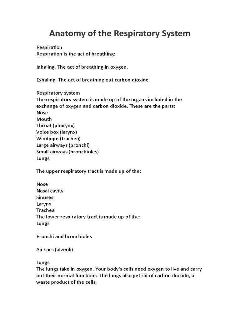 Anatomy of The Respiratory System | Download Free PDF | Respiratory ...