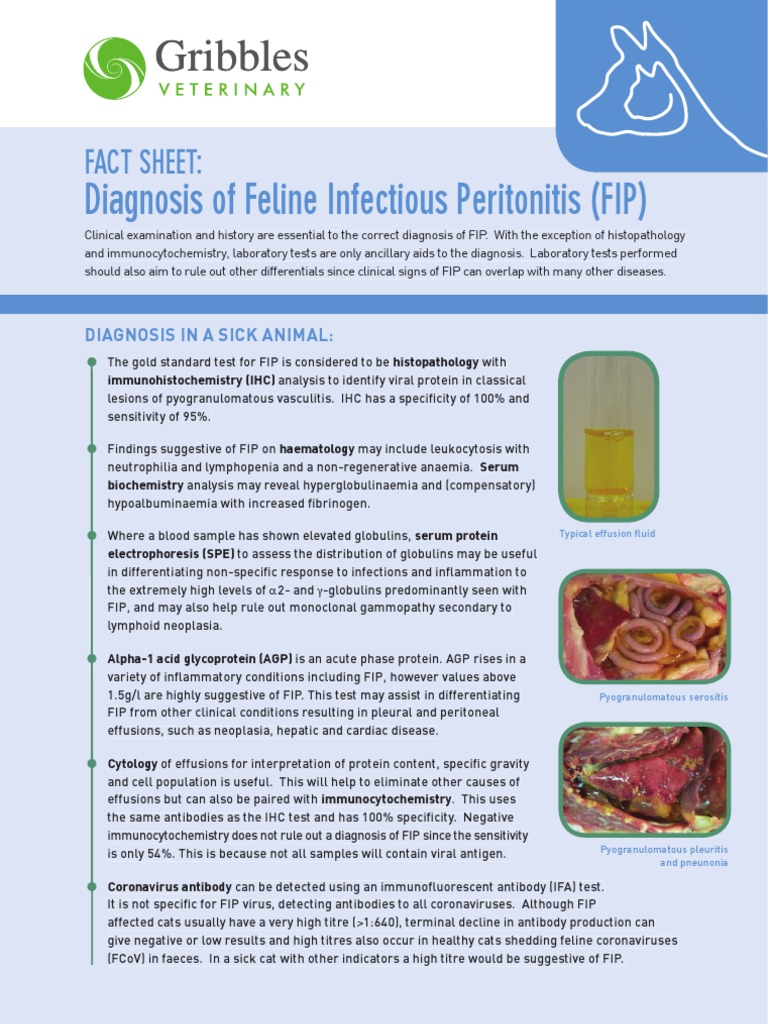 Diagnosis of Feline Infectious Peritonitis (FIP) | PDF | Antibody ...