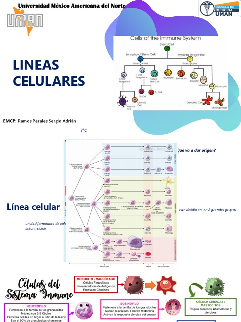 Tipos y funciones de líneas celulares | PDF | Linfocitos | Sistema inmune