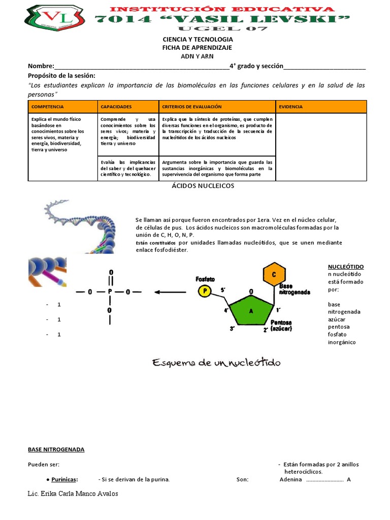 Ficha Semana 4 Cuarto Adn y Arn | PDF | Adn | Rna