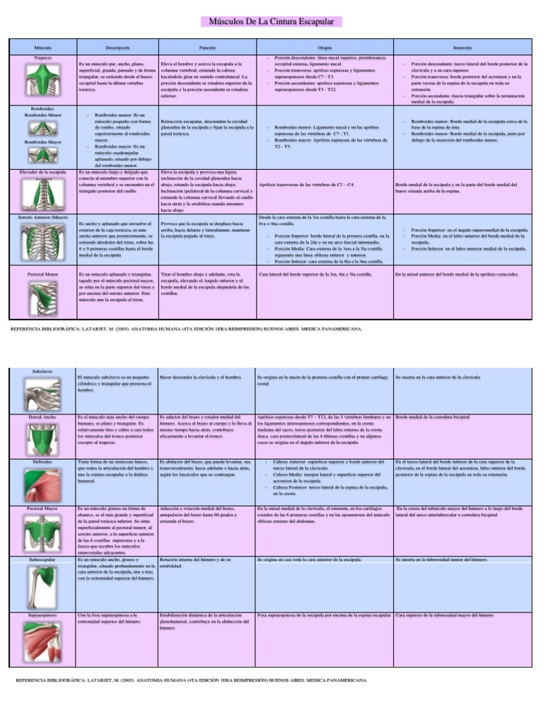 Músculos de La Cintura Escapular | PDF | Hombro | Extremidades (anatomía)