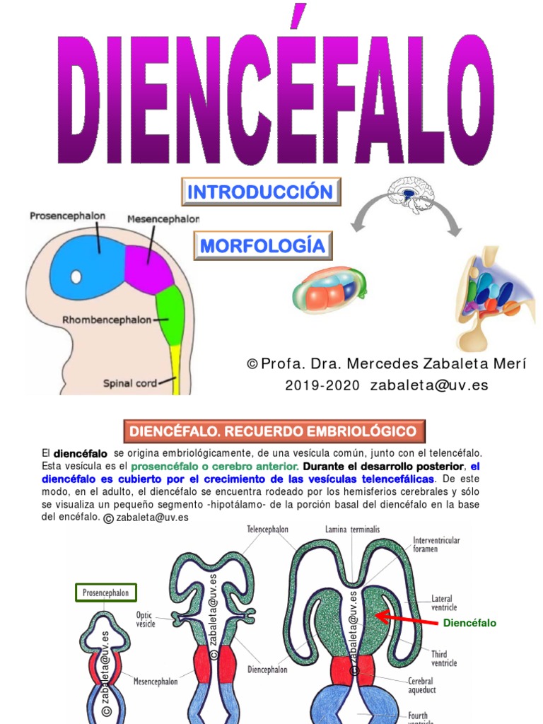 Diencefalo Todo | PDF | Tálamo | Corteza cerebral