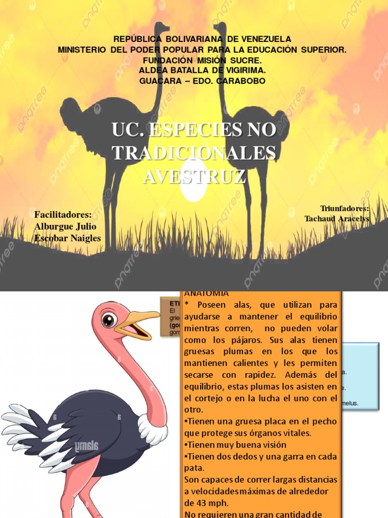 Avestruz J Ara | PDF | Aves | Organismos