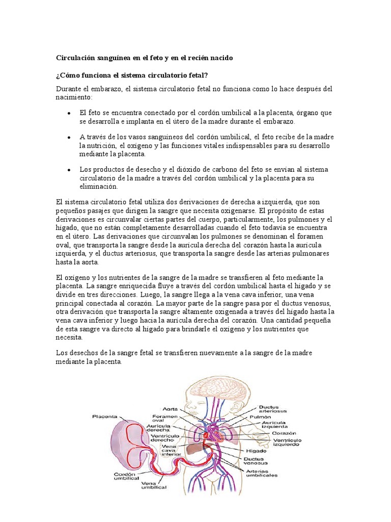 Circulación Sanguínea en El Feto y en El Recién Nacido | PDF | Feto ...