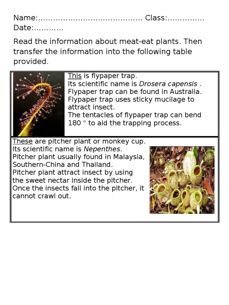 Meat-Eating Plants Overview and Details | PDF