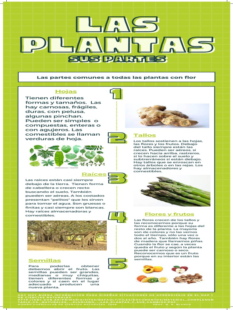 Las Plantas y Sus Partes | PDF | Hoja | Fruta