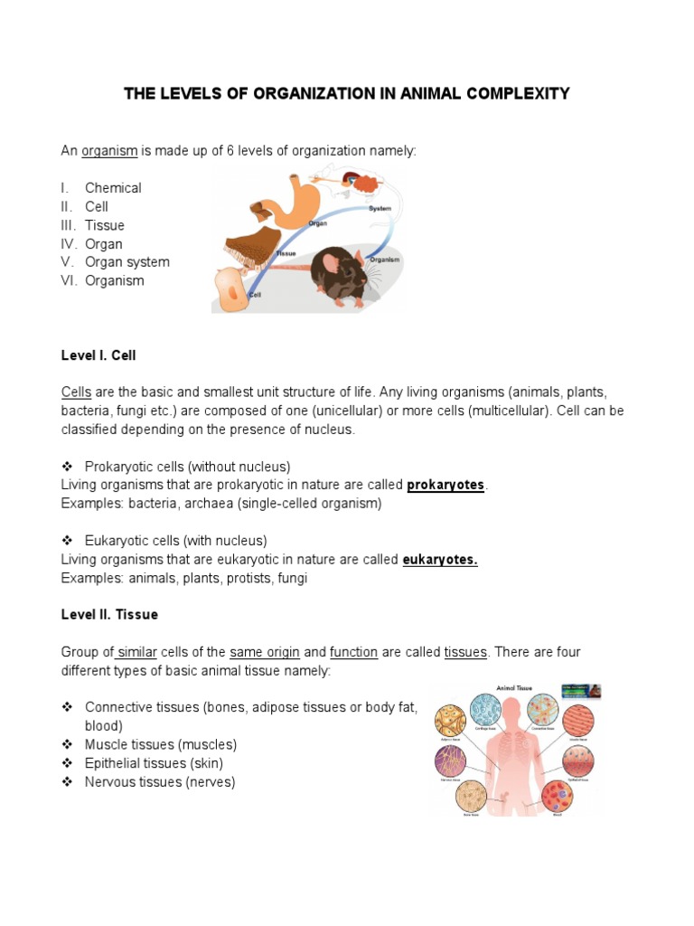 The Levels of Organization in Animal Complexity | PDF | Tissue (Biology ...
