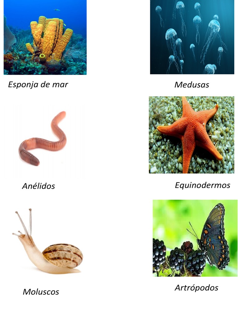 ciencias animales invertebrados | PDF