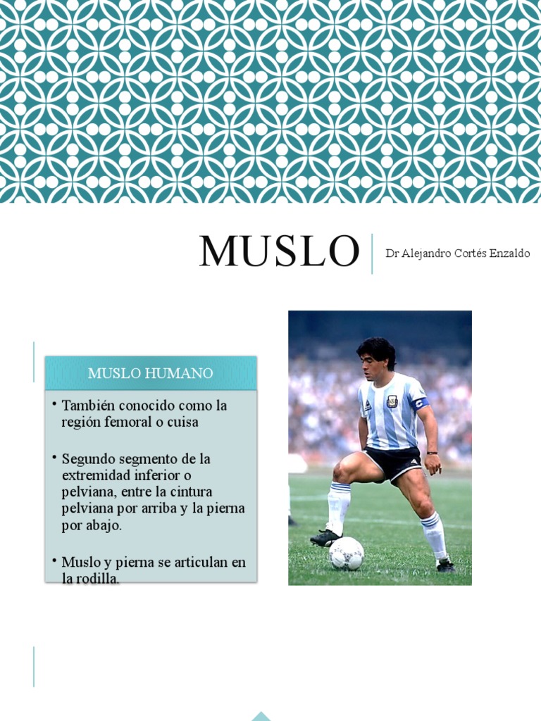 Muslo | PDF | Anatomía humana | Sistema musculoesquelético