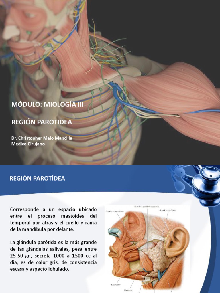 16 Región Parotídea | PDF | Anatomía humana | Cabeza y cuello humanos