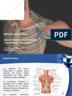 Músculos de La Nuca | PDF | Sistema musculoesquelético | Anatomía humana