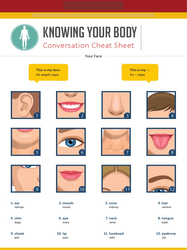 My Body Indonesian | PDF | Anatomy | Animal Anatomy