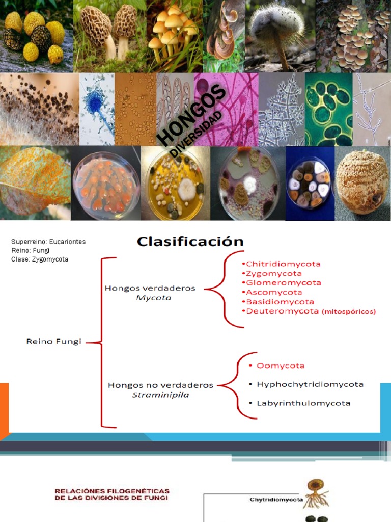 Hongos Taxonomia | PDF | Hongo | Espora