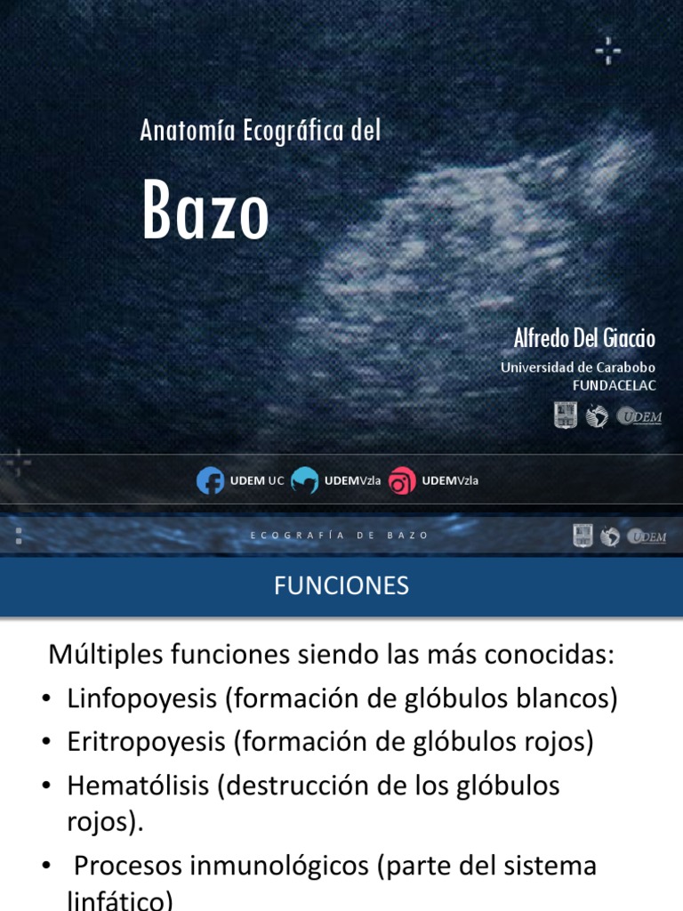 Bazo Normal | PDF | Bazo | Morfología (biología)