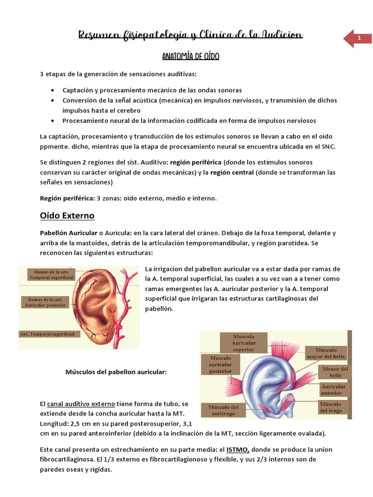 Resumen Fisiopatología y Clínica de La Audición | PDF | Anatomía ...