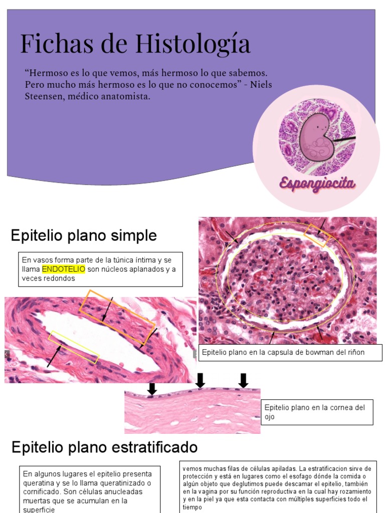 Fichas Histo | PDF