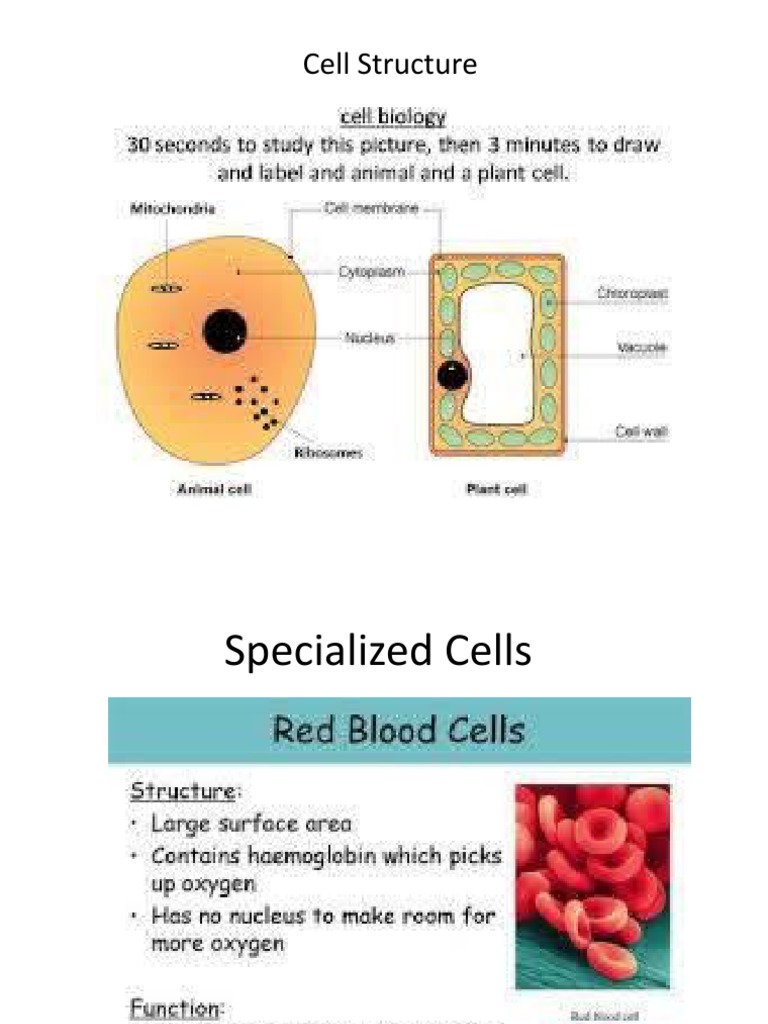 Cell Specialisation | PDF