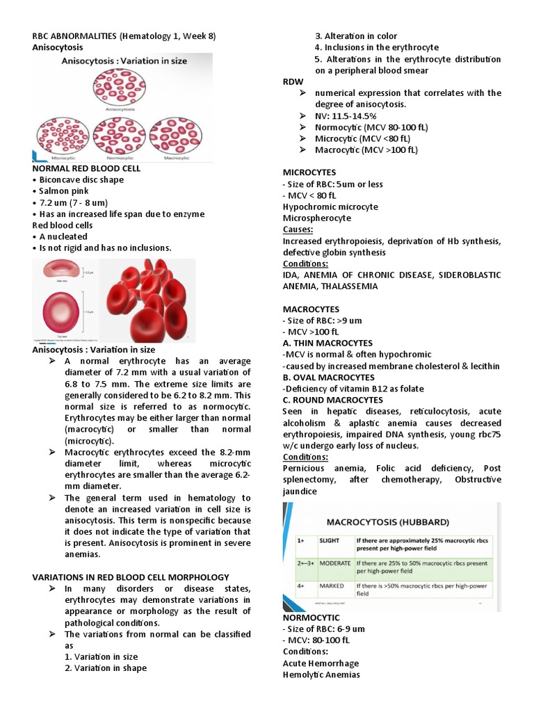 RBC Morphology and Anisocytosis Overview | PDF | Anemia | Red Blood Cell
