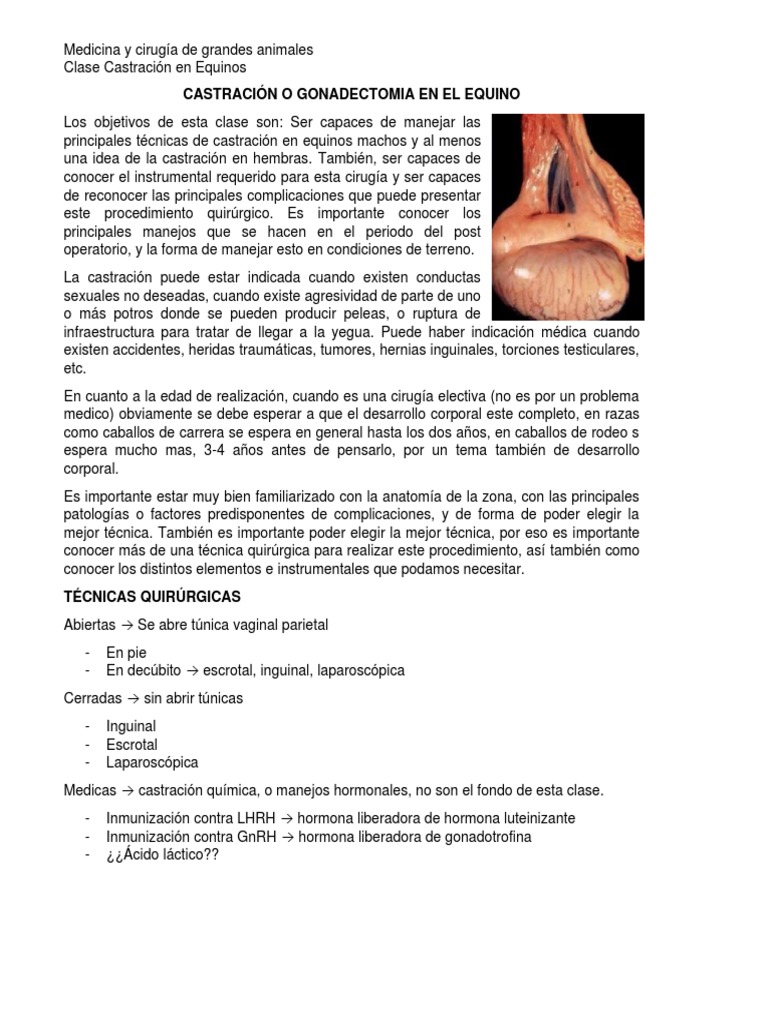 Castración ? | PDF | Cirugía | Testículo