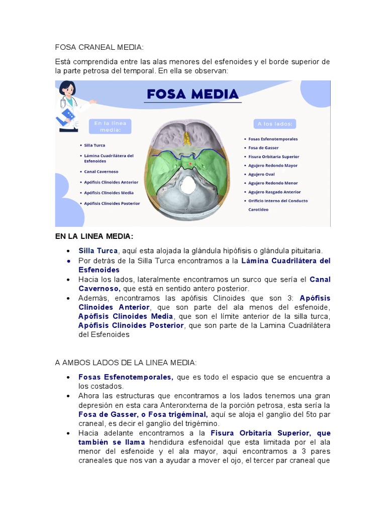 Fosa Craneal Media Anatomía | PDF