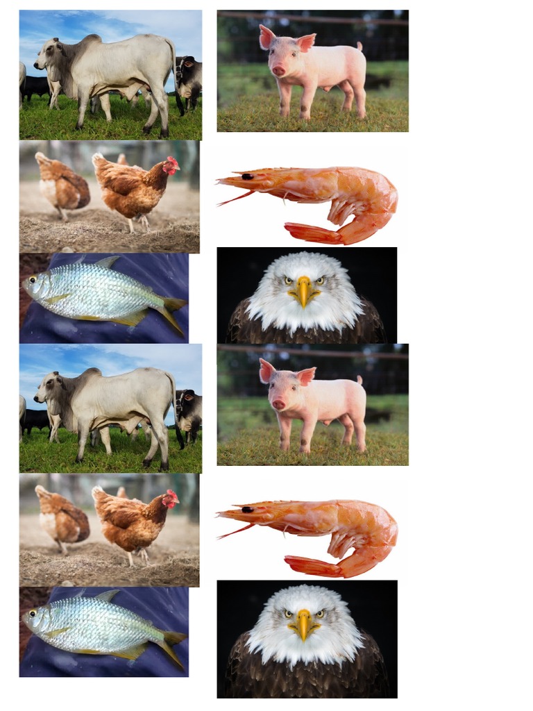 Animais Puros e Impuros | PDF