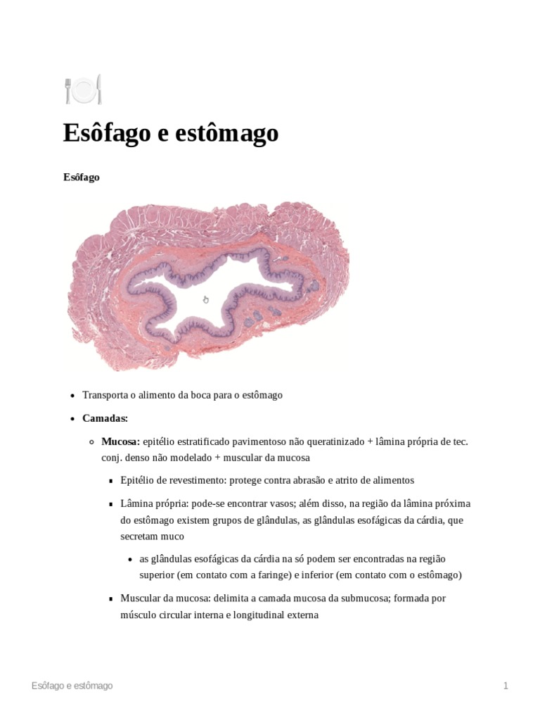 Esôfago e Estômago | PDF | Esôfago | Estômago