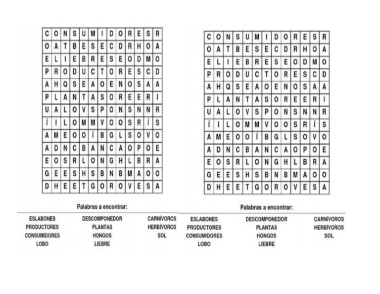 Sopa Cadena Alimentaria | PDF