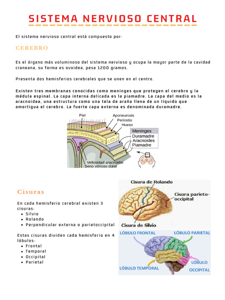 Sistema Nervioso Central | PDF | Sistema nervioso central | Cerebro