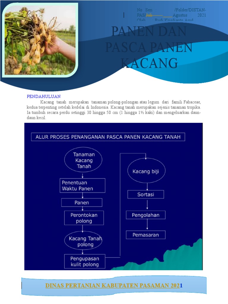 Panen Dan Pasca Panen Kacang Tanah | PDF