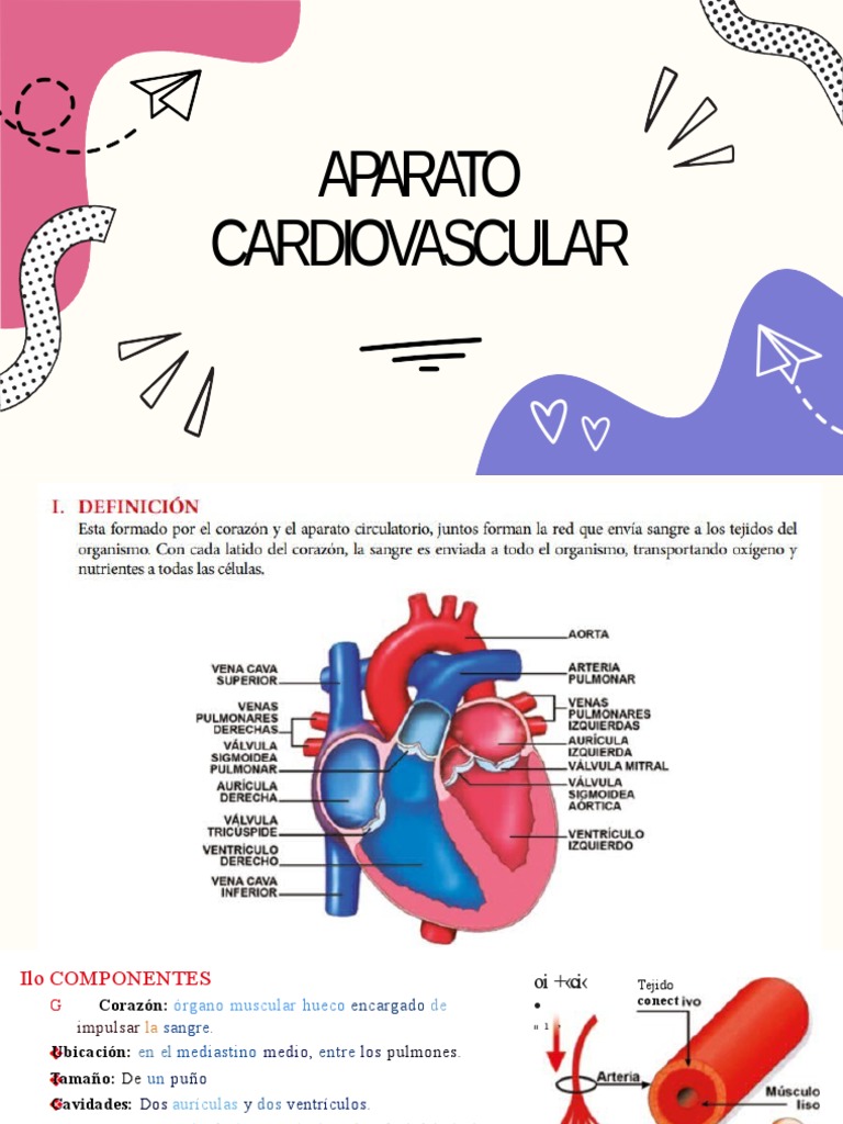 Tema 3 - Aparato Cardiovascular | PDF