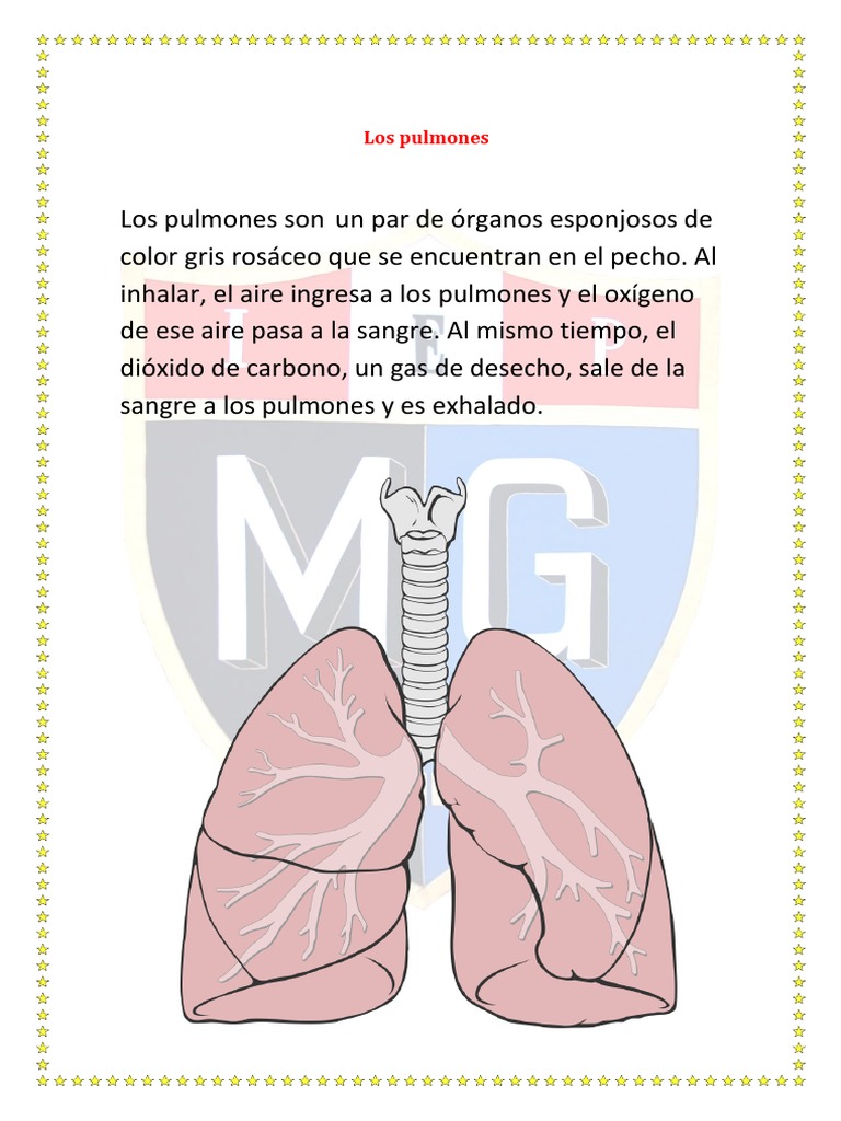 Los Pulmones | PDF