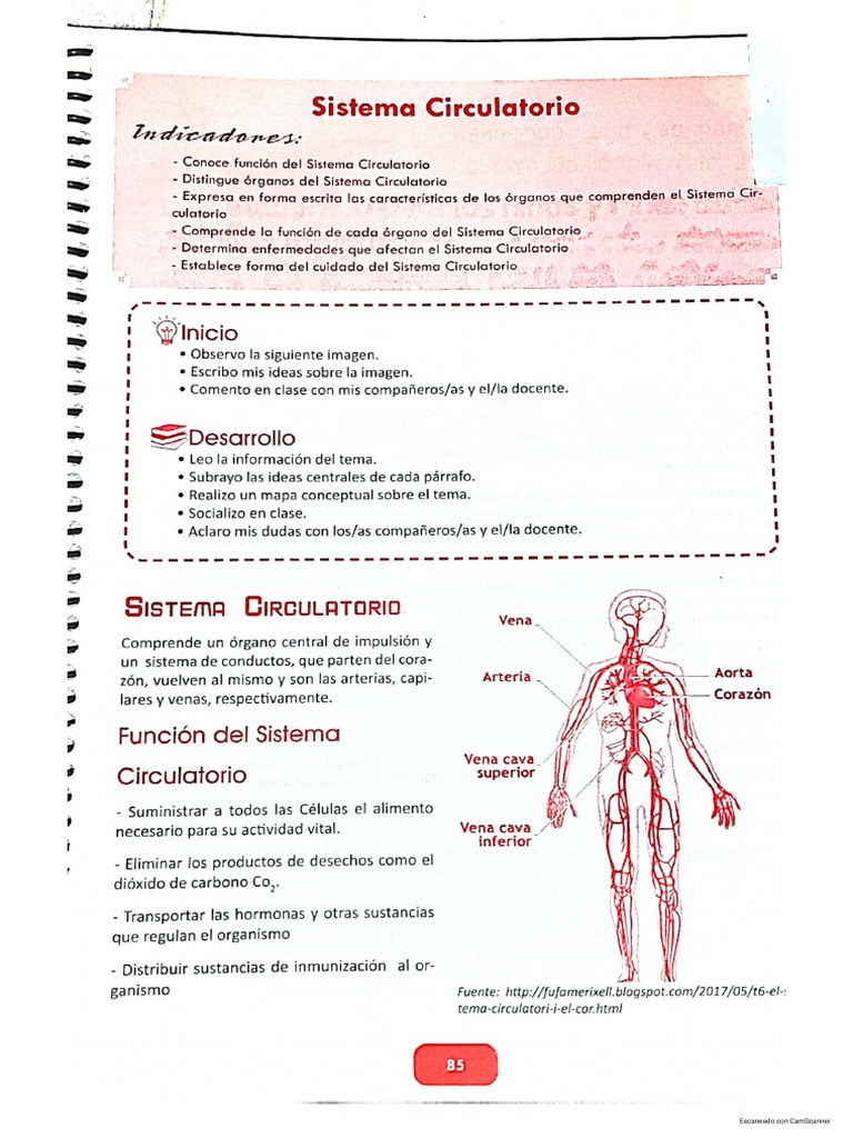 Sistema Circulatorio | PDF