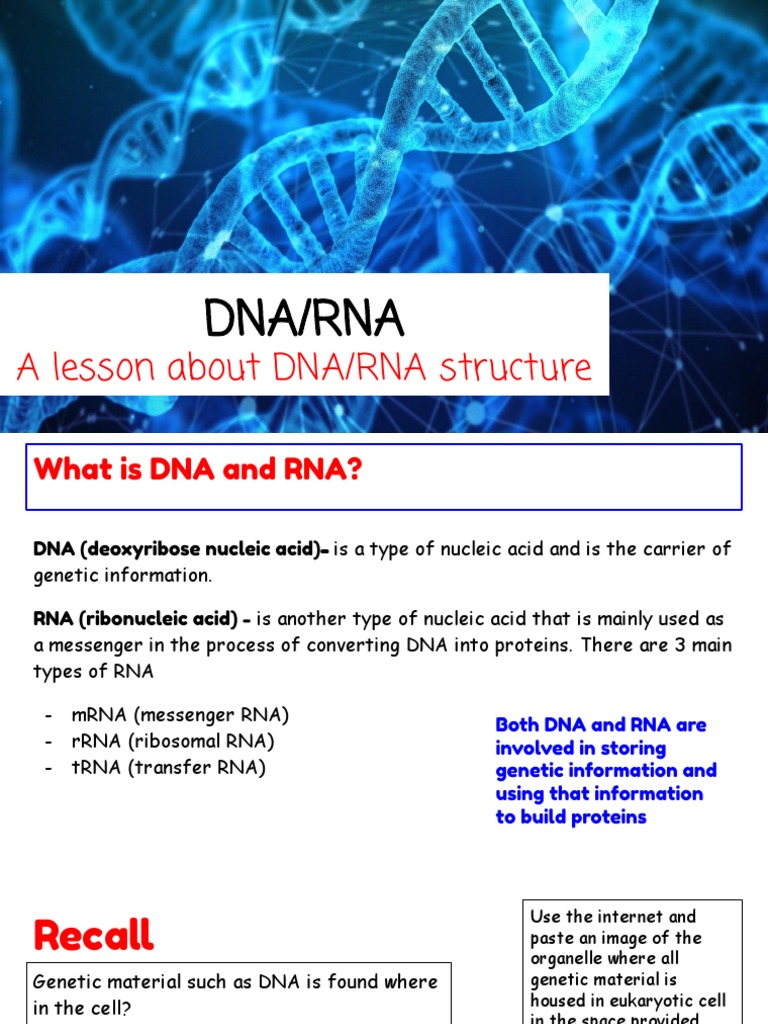 DNA - RNA Introduction Assignment | PDF