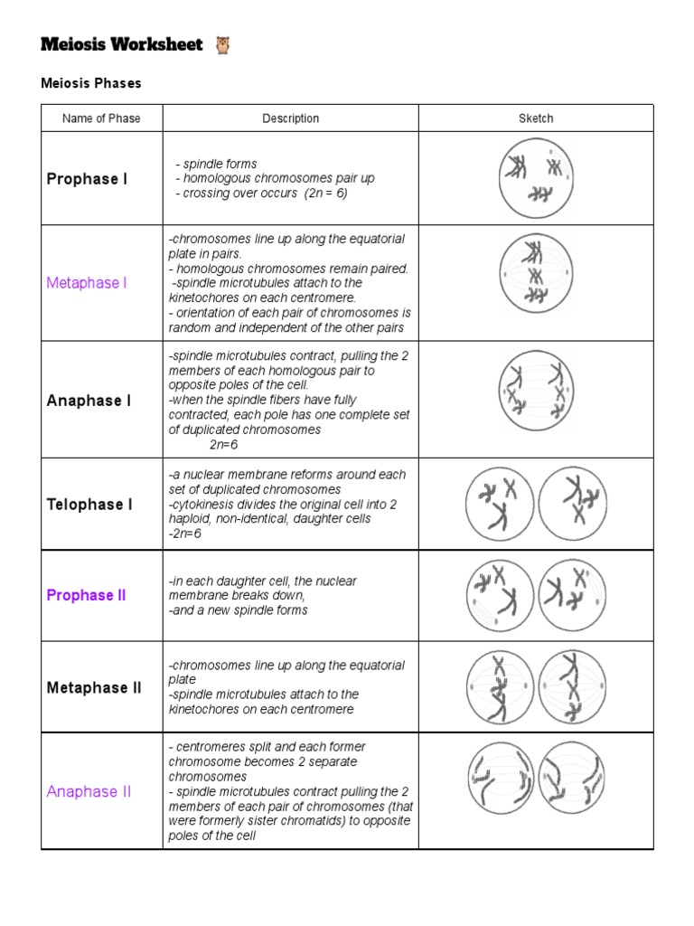 Meiosis Worksheet | PDF | Meiosis | Ploidy