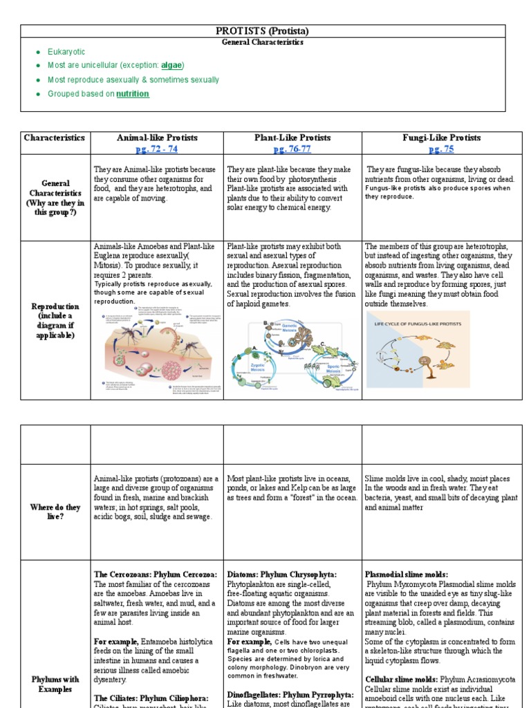 Protists Review WS | PDF | Reproduction | Sexual Reproduction