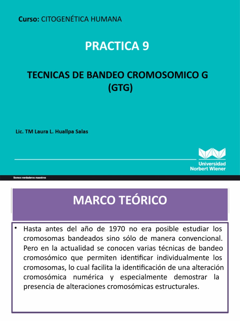 PRACTICA 9 - Técnicas de Bandeo Cromosomico G (GTG) | PDF | Cromosoma ...