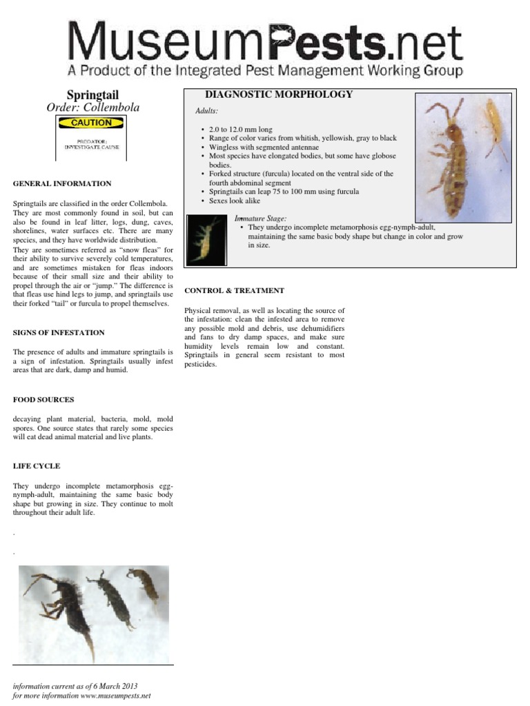 Springtail | PDF | Insects | Organisms