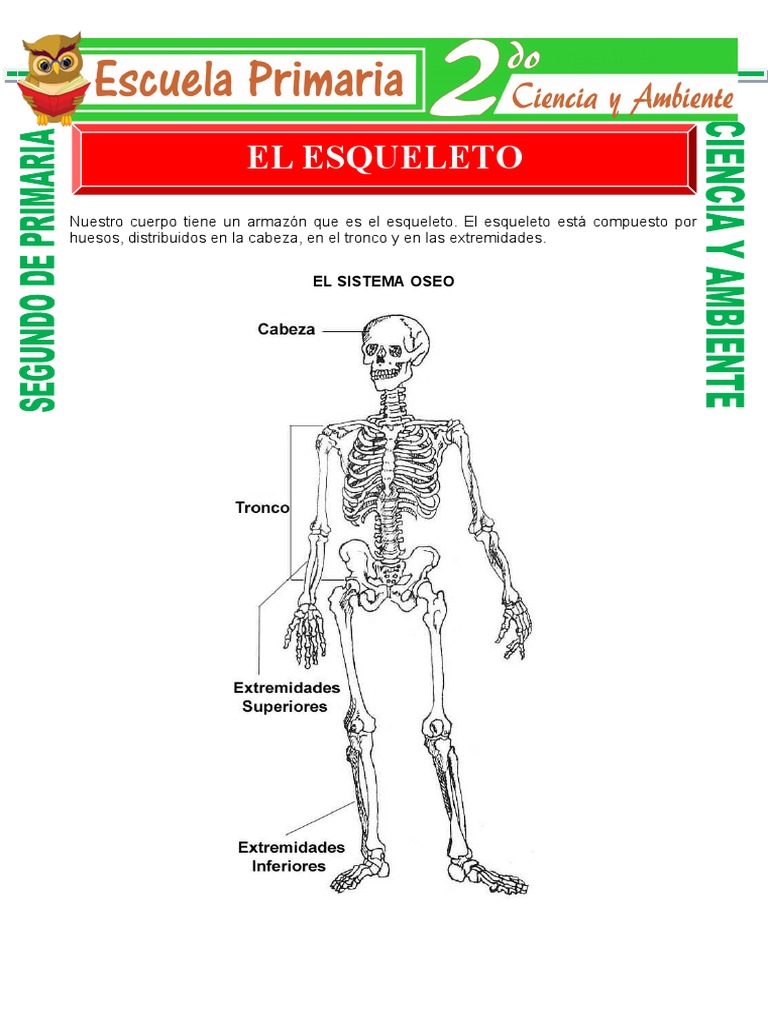 El Esqueleto para Segundo de Primaria | PDF | Esqueleto | Hueso