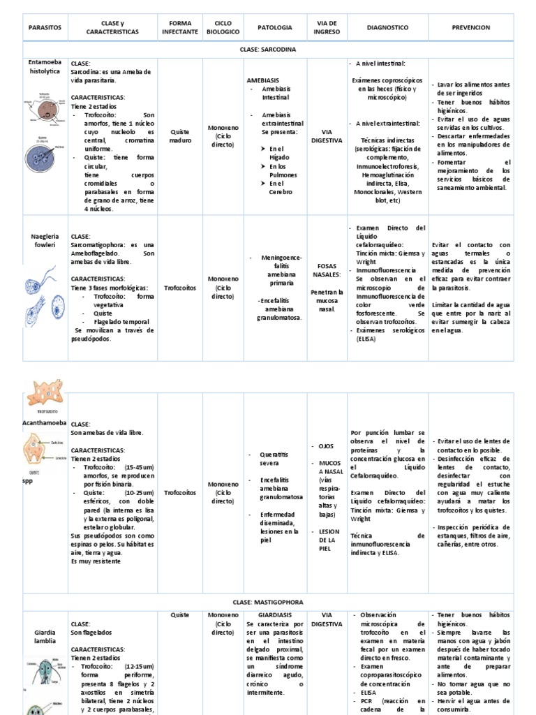 Parasitos Pdf Microbiología Medicina Clinica